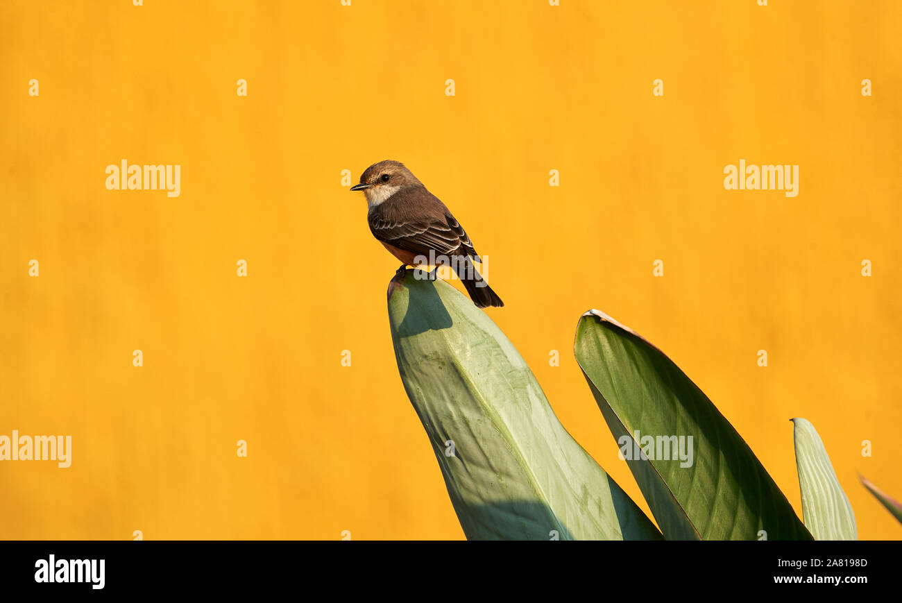 Female Vermilion Flycatcher (Pyrocephalus rubinus) perched on a plant ...