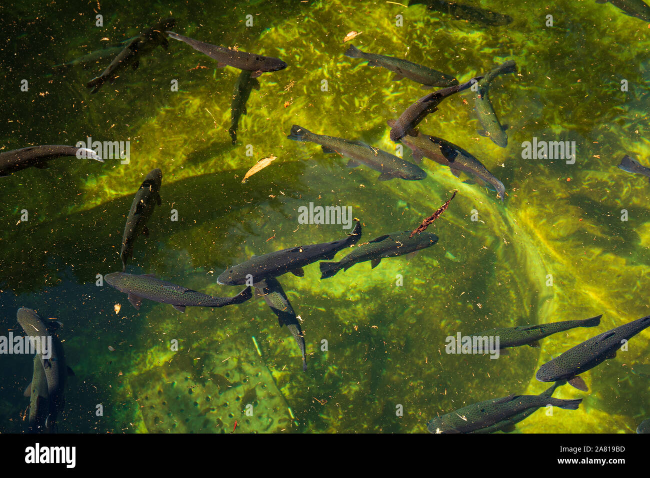 Trout hatchery in Madeira, Portugal, with concrete tanks filled with ...