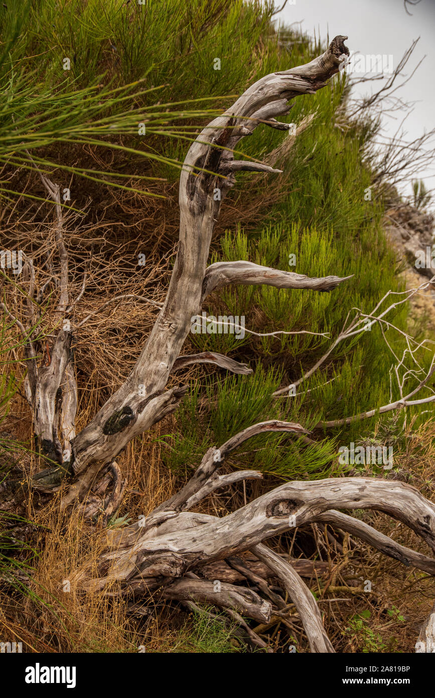 A twisted and dry tree root in the natural landscape of Madeira ...