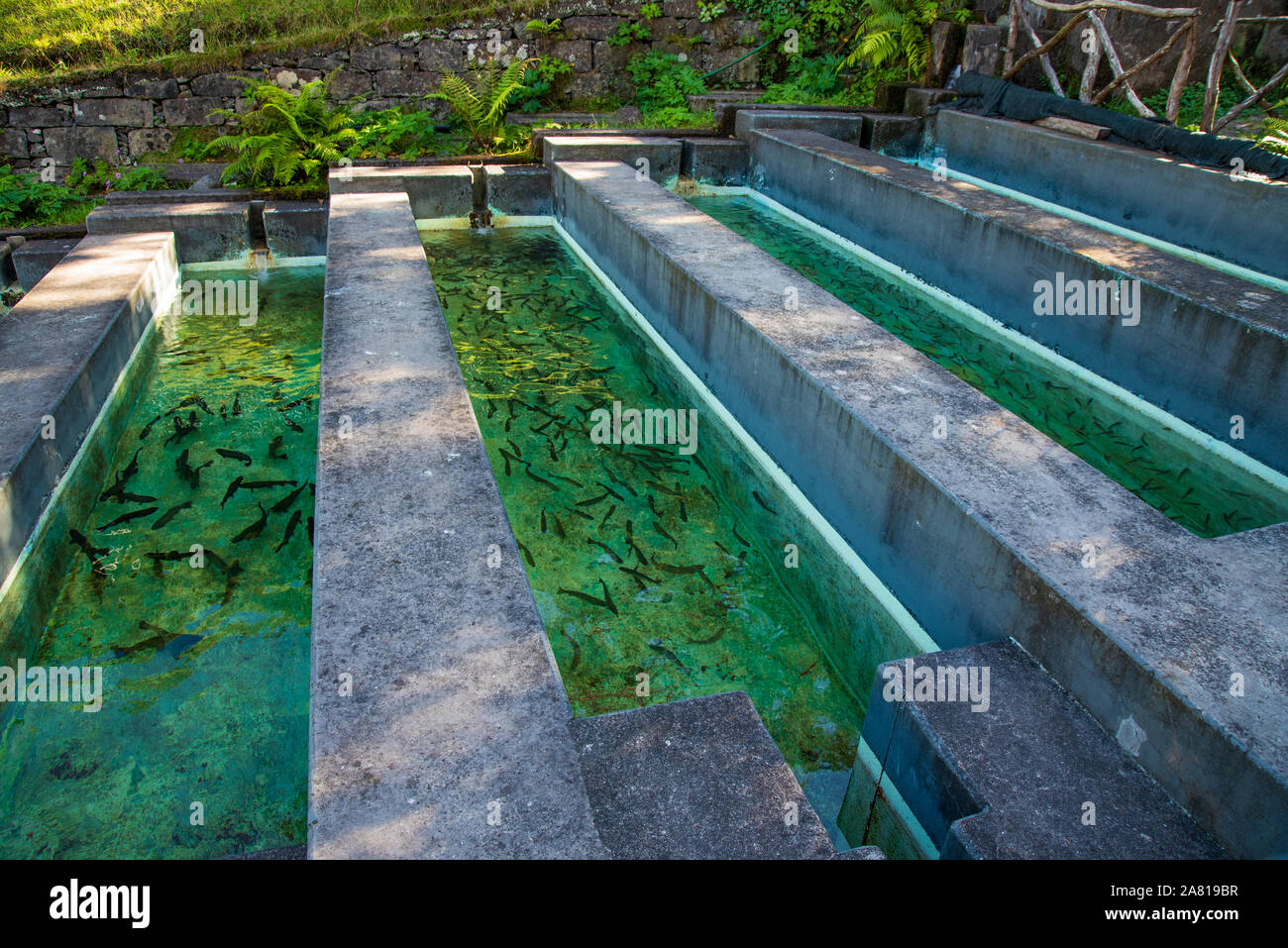 Trout hatchery in Madeira, Portugal, with concrete tanks filled with ...