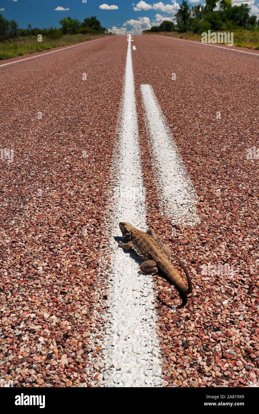 Reptile on the road sunbathing. Autralian outbak roads. Foreground ...