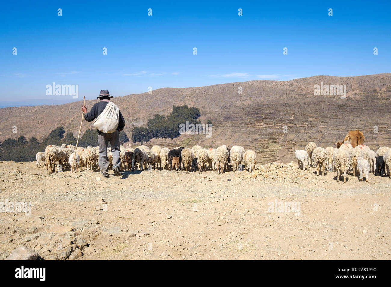 Shepherd leading a flock of sheep on the Challa Community in the ...
