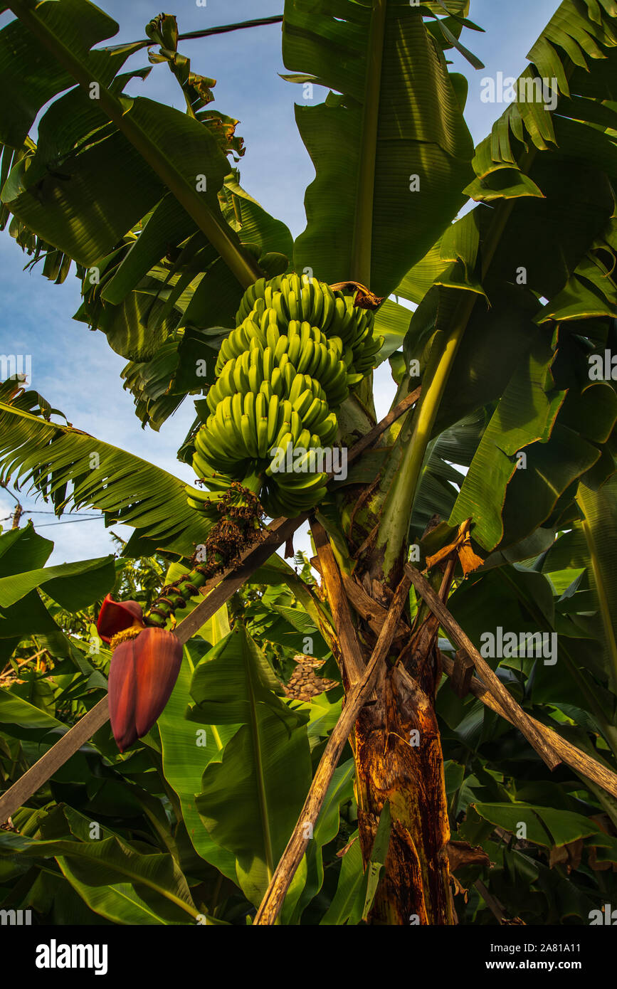 Large bunch of green bananas growing on a tree in Madeira, Portugal — a ...