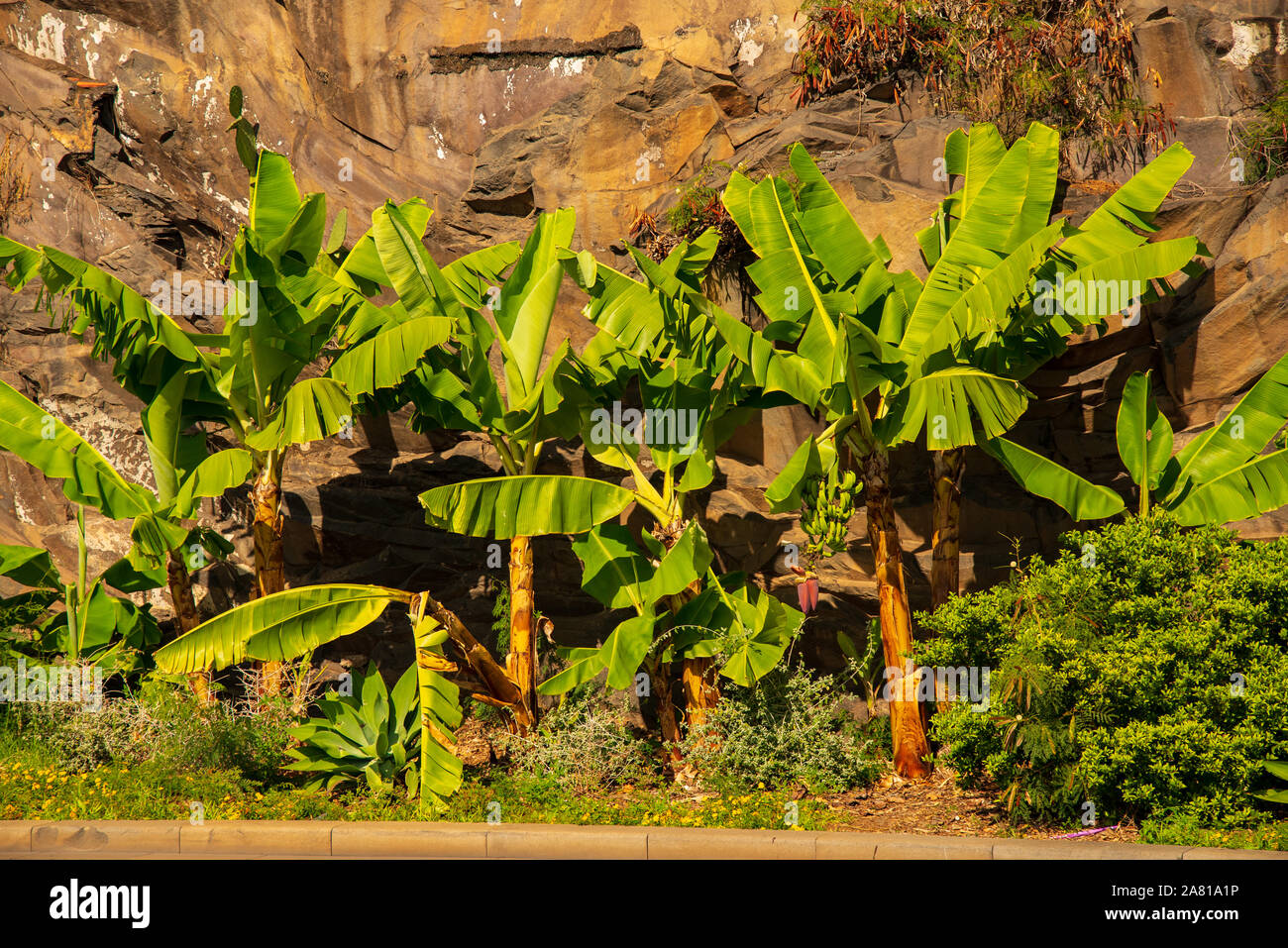 Banana growing on the side of the road in Madeira Island, Portugal ...