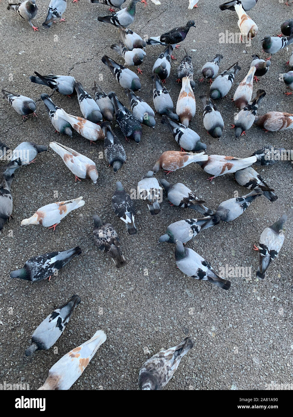 View of many pigeons on the ground Stock Photo - Alamy