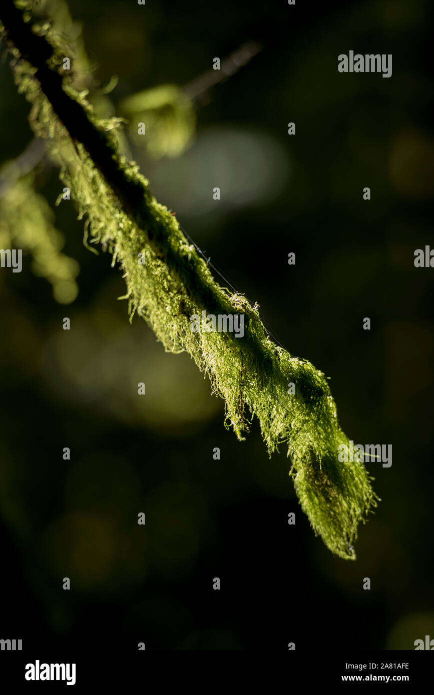 Epiphytic Lichen growing on a tree in the Bridal Veil Falls Provincial ...
