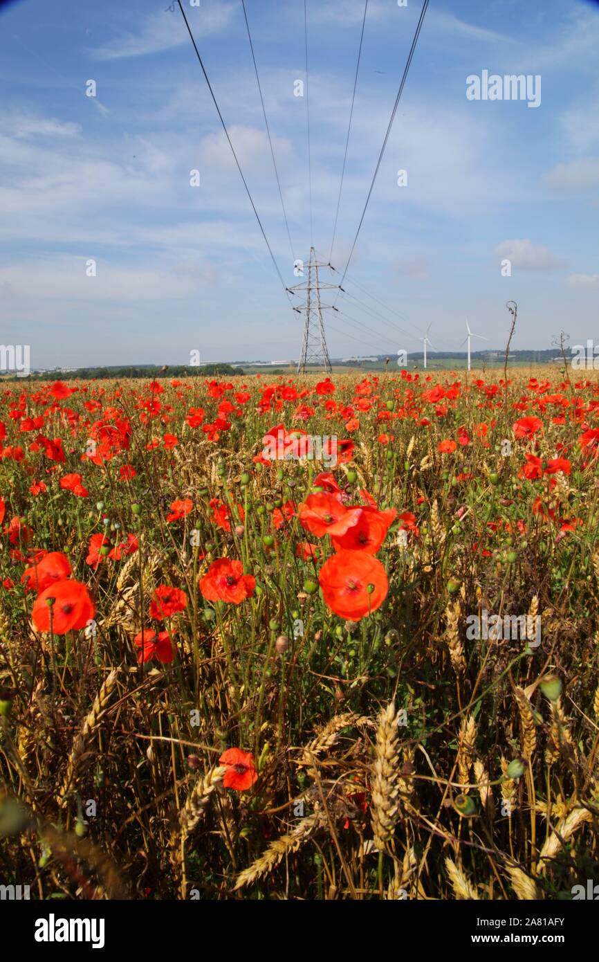 Poppies fields northern france hi-res stock photography and images - Alamy