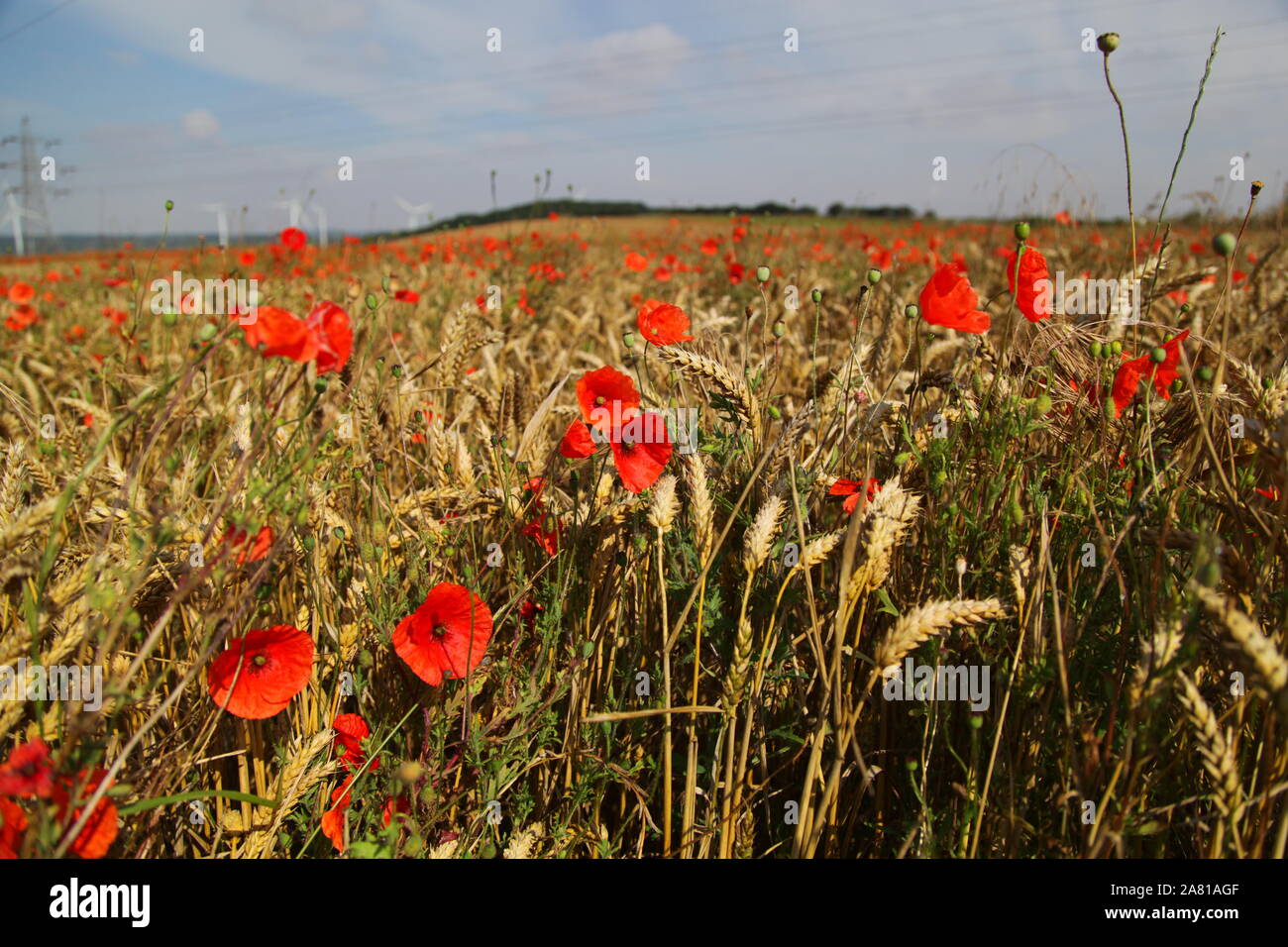 Poppy Fields Somme High Resolution Stock Photography and Images - Alamy