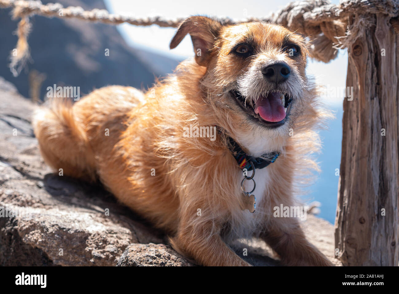 puppy dog resting outdoors in a sunny landscape Stock Photo - Alamy