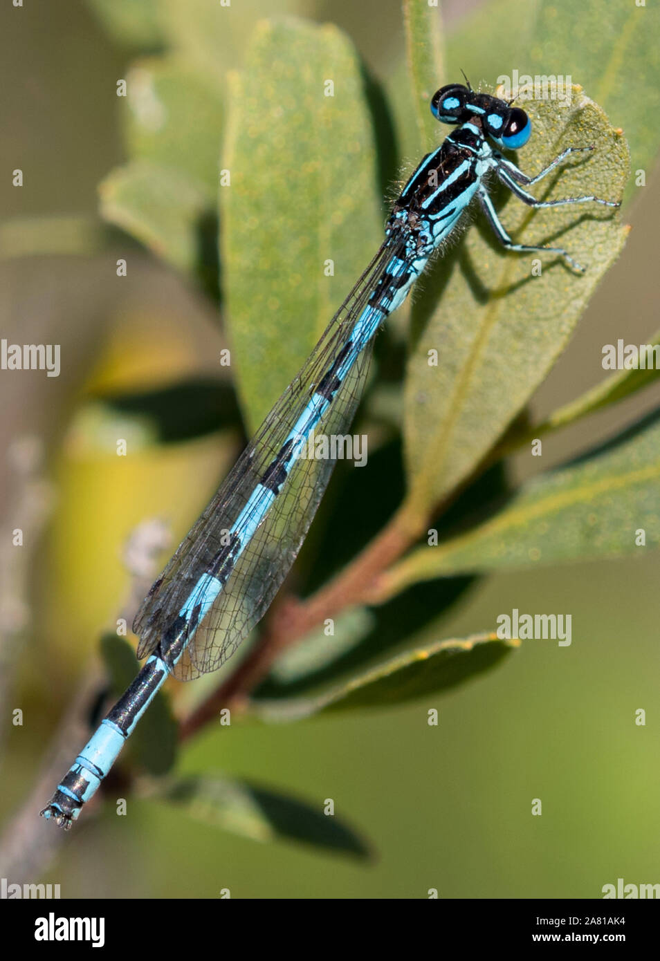Southern Damselfly, Crockford Stream, New Forest, Hampshire, UK Stock ...