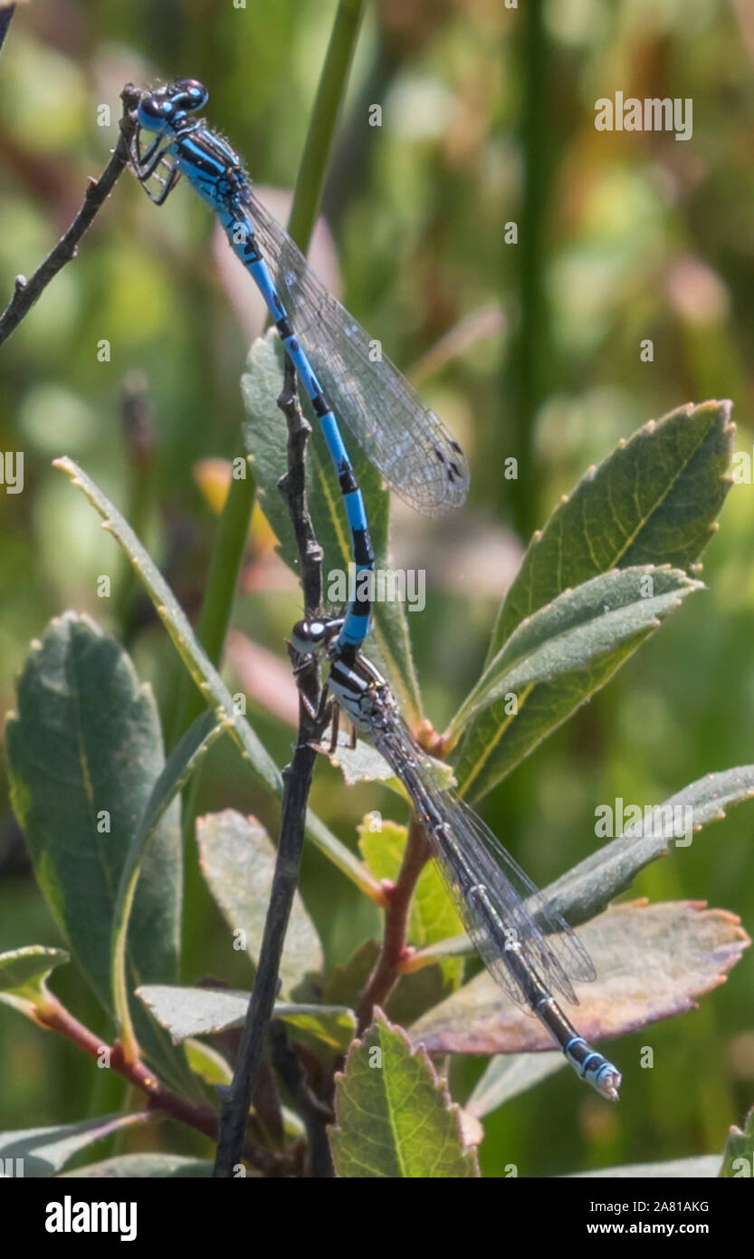 A mating pair of Southern Damselflies (Coenagrion mercuriale ...