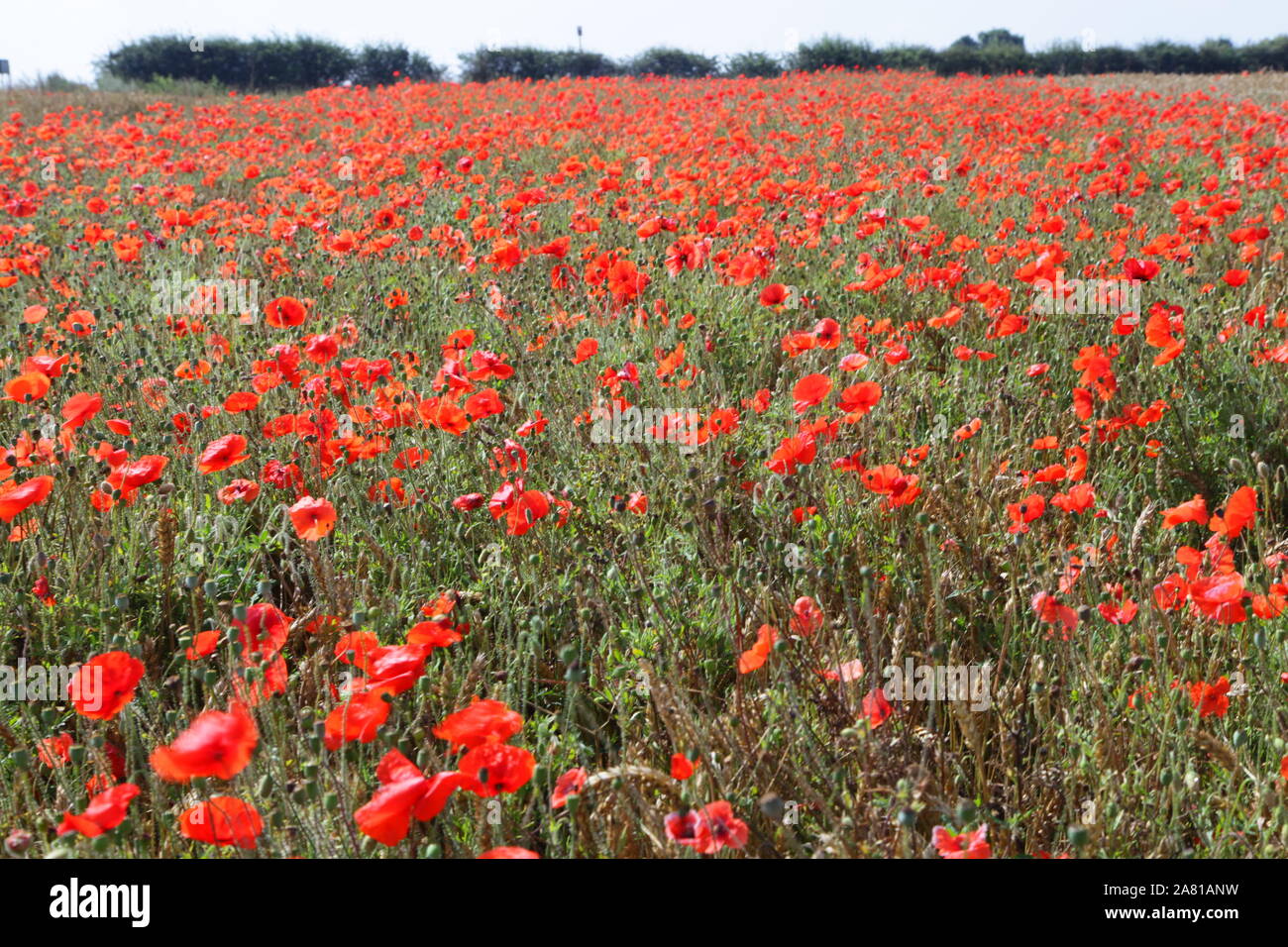 Australian troops ypres hi-res stock photography and images - Alamy