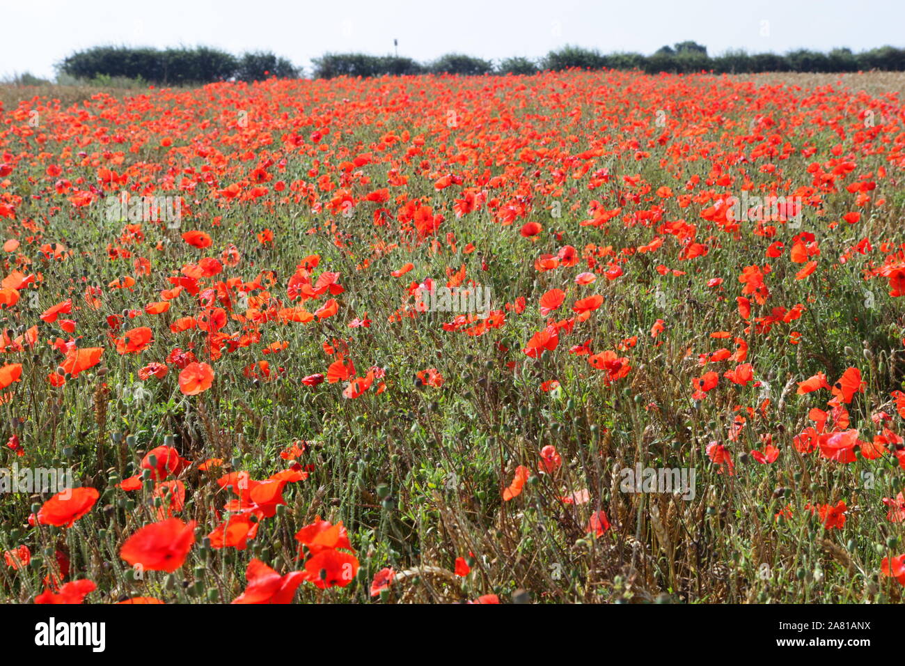 Australian troops ypres hi-res stock photography and images - Alamy