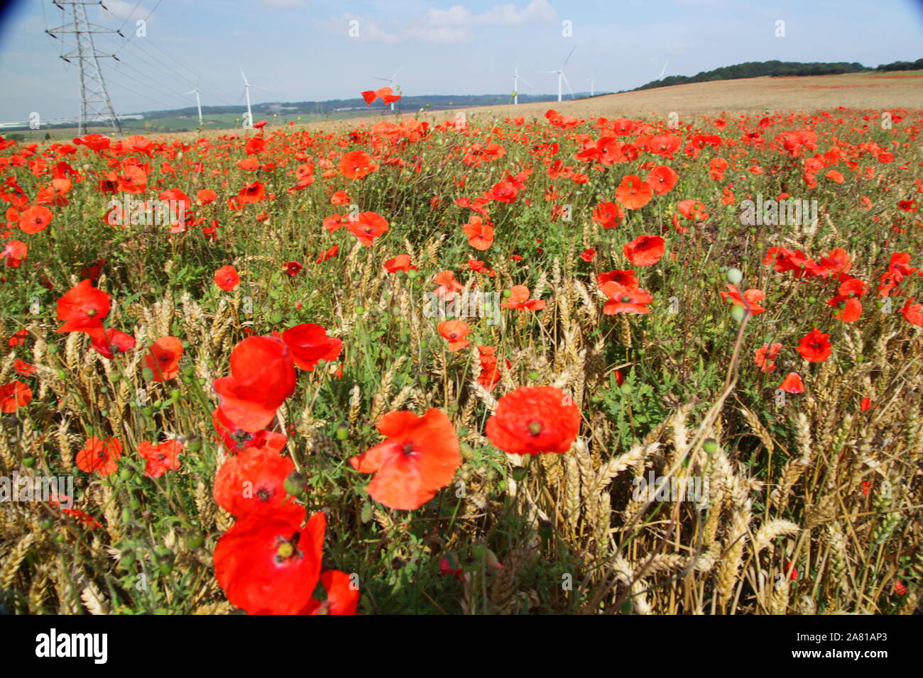 Gas victims ww1 hi-res stock photography and images - Alamy