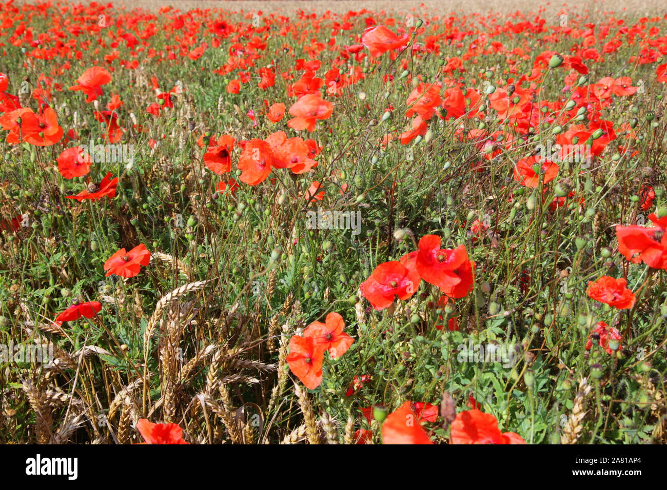 Flanders poppy Fields Stock Photo - Alamy