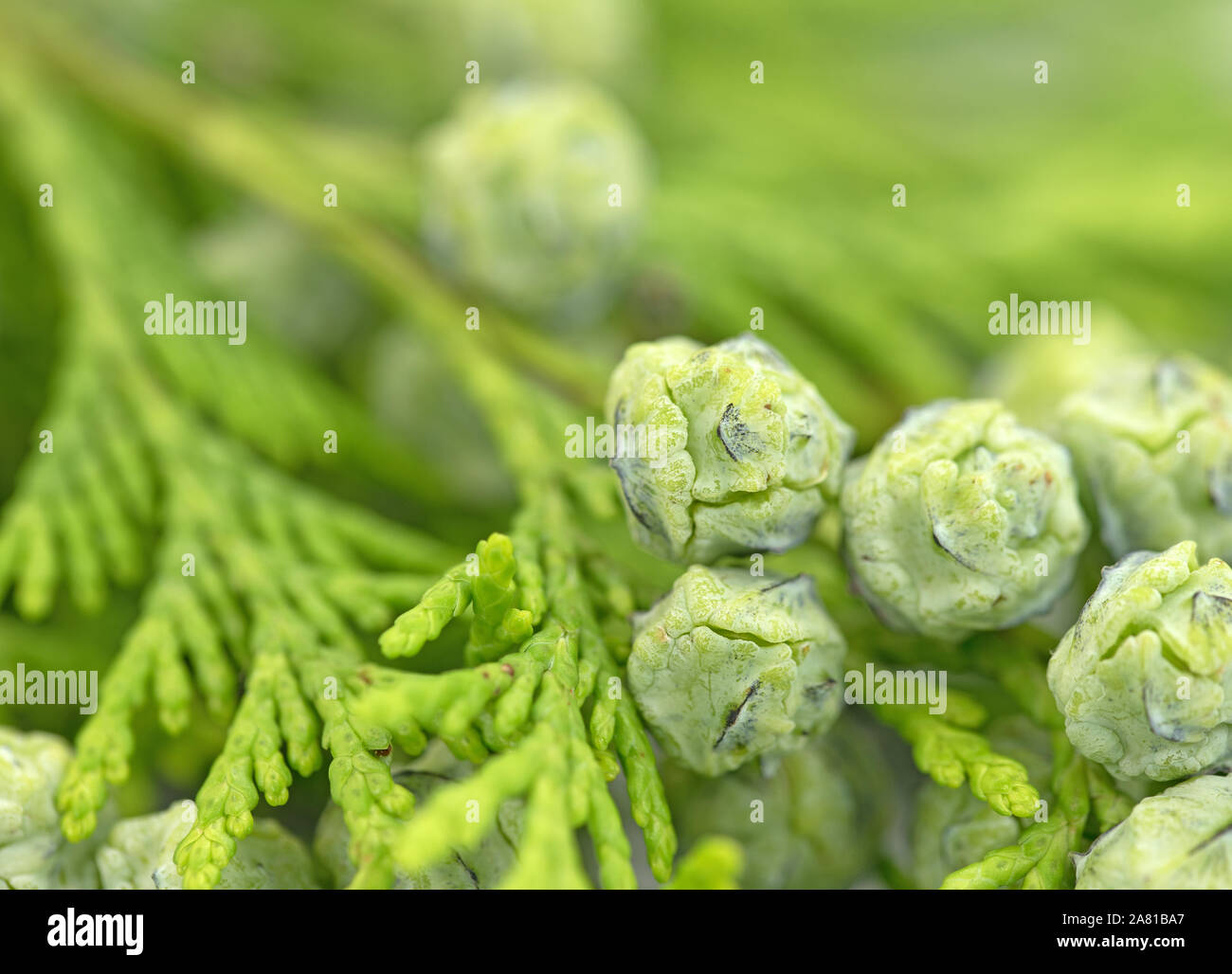 Thuja cones hi-res stock photography and images - Alamy