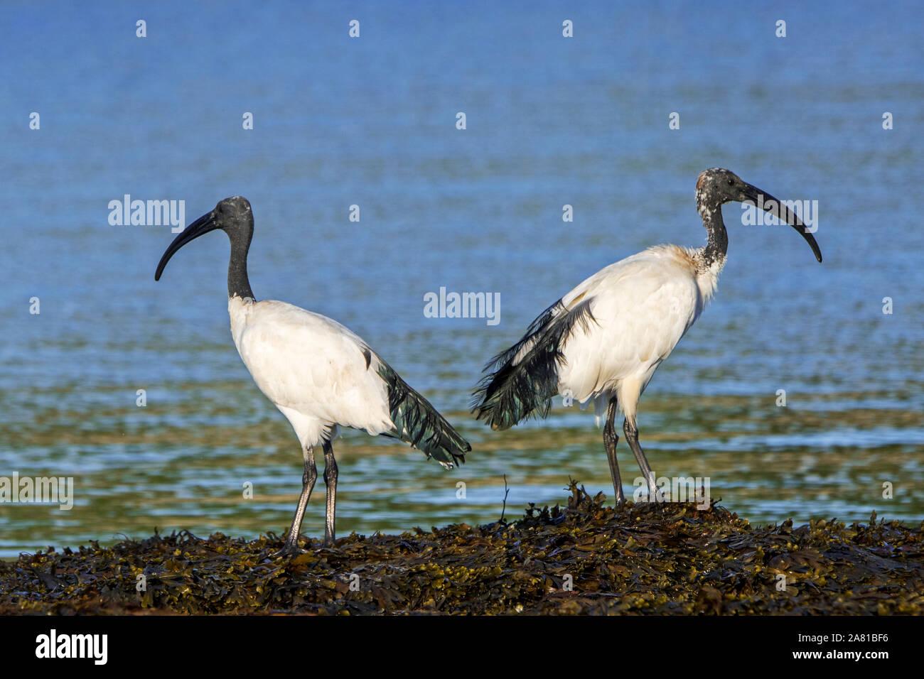 Two African sacred ibises (Threskiornis aethiopicus) introduced species ...