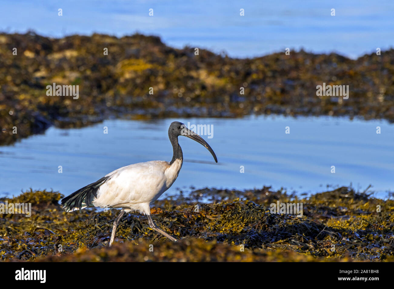 African sacred ibis (Threskiornis aethiopicus) introduced species ...