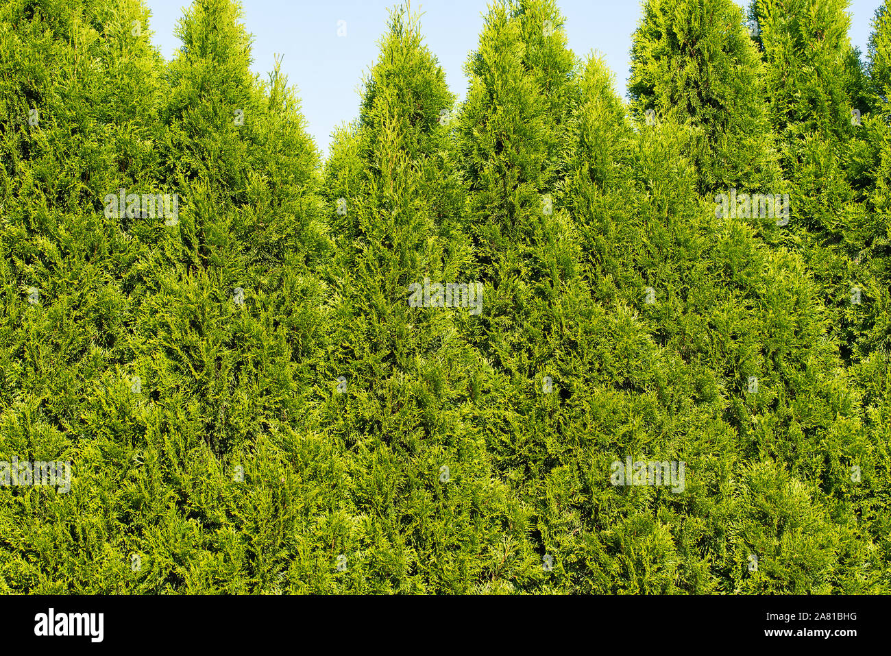 Thuja hedge hi-res stock photography and images - Alamy
