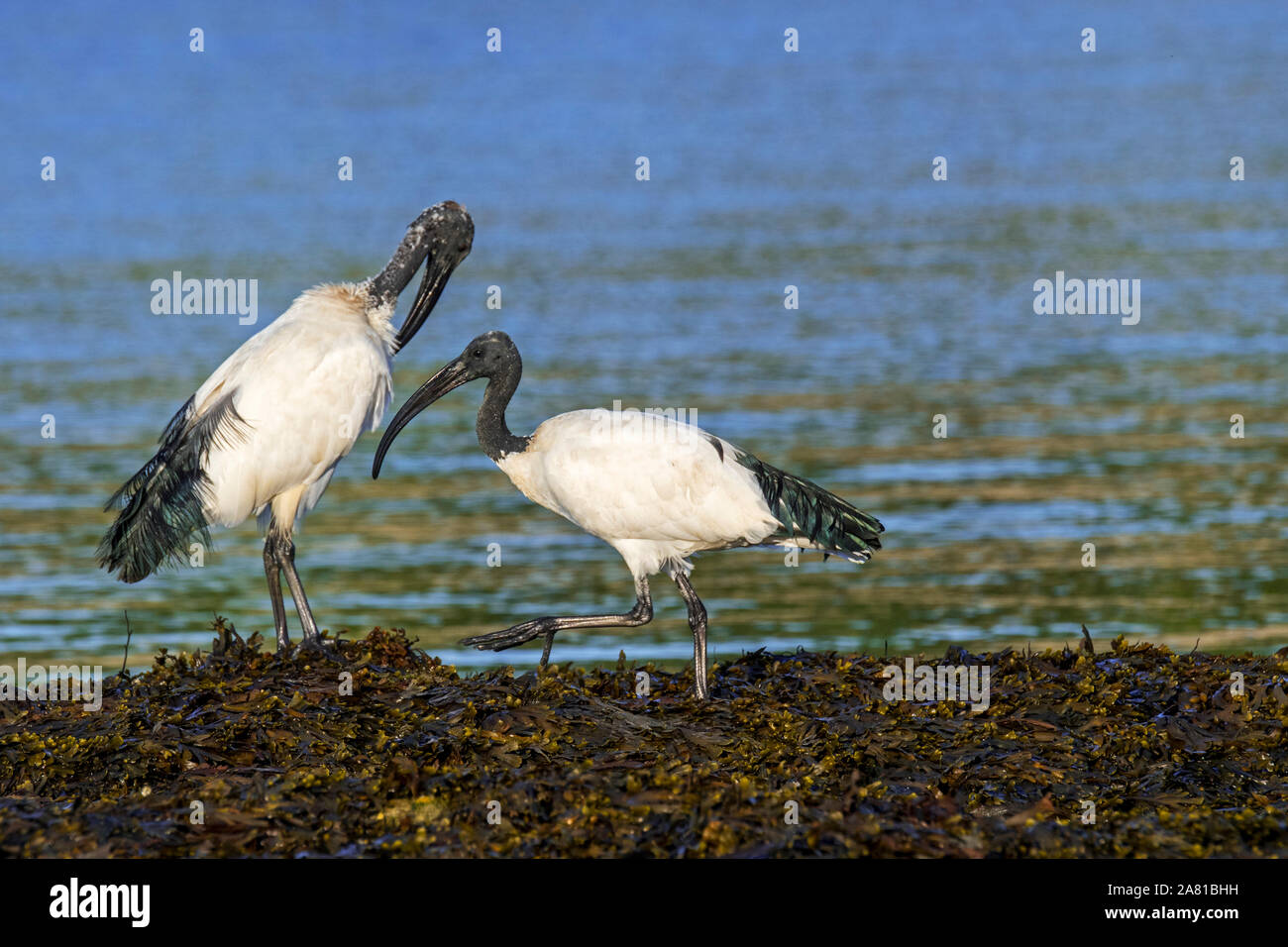 Two African sacred ibises (Threskiornis aethiopicus) introduced species ...