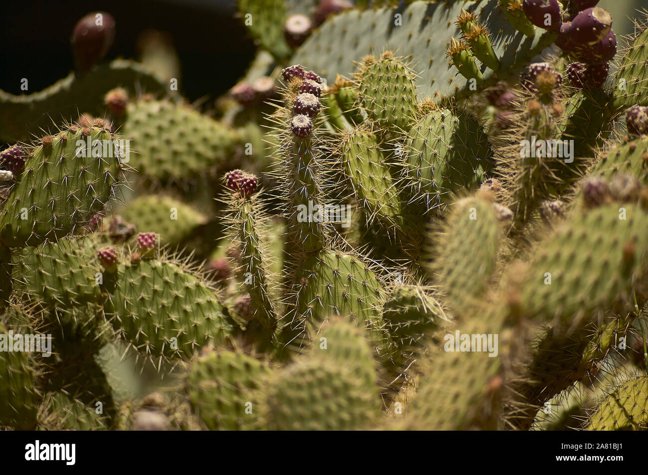 Cactus needles detail Stock Photo - Alamy