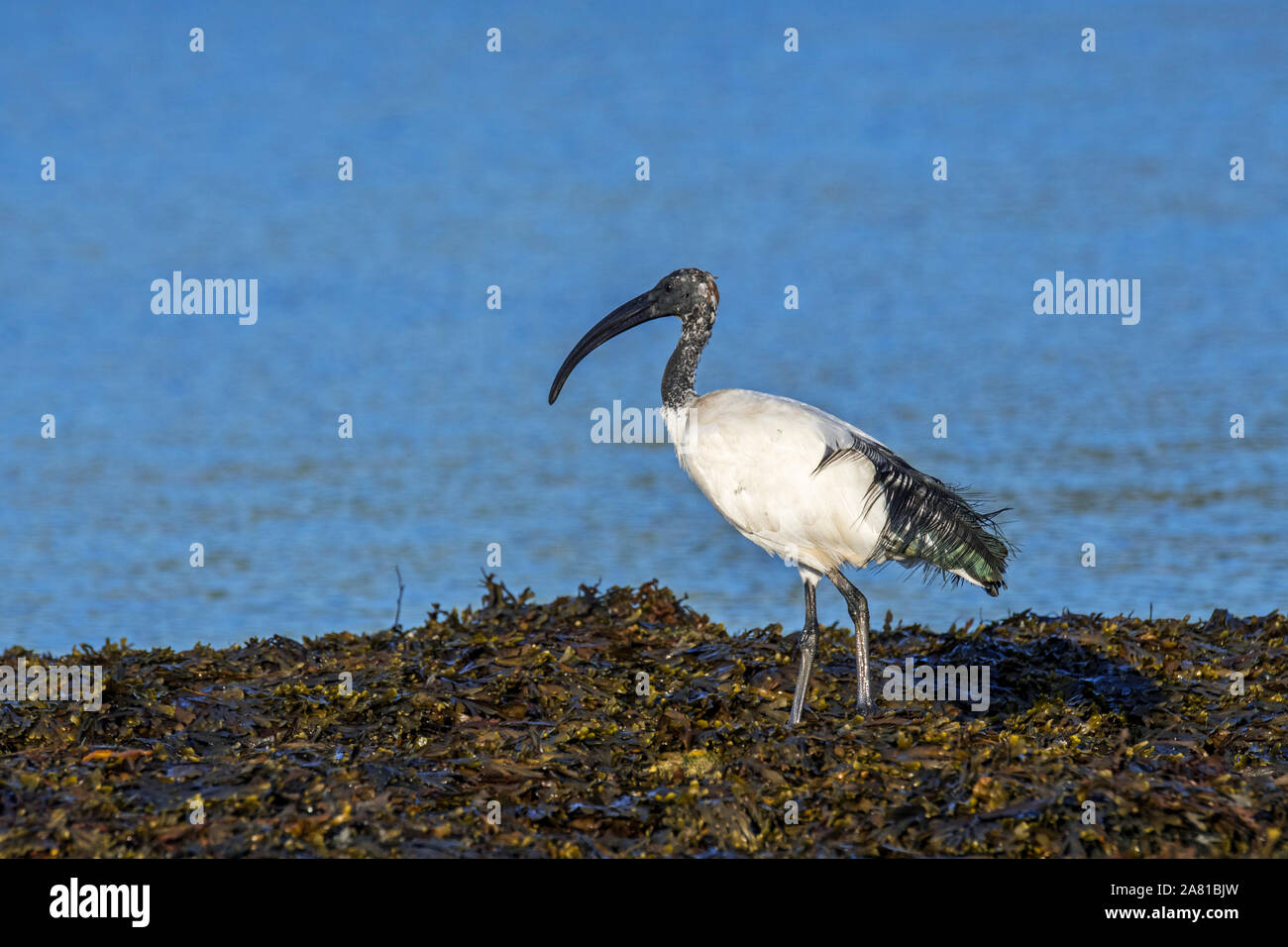 African sacred ibis (Threskiornis aethiopicus) introduced species ...
