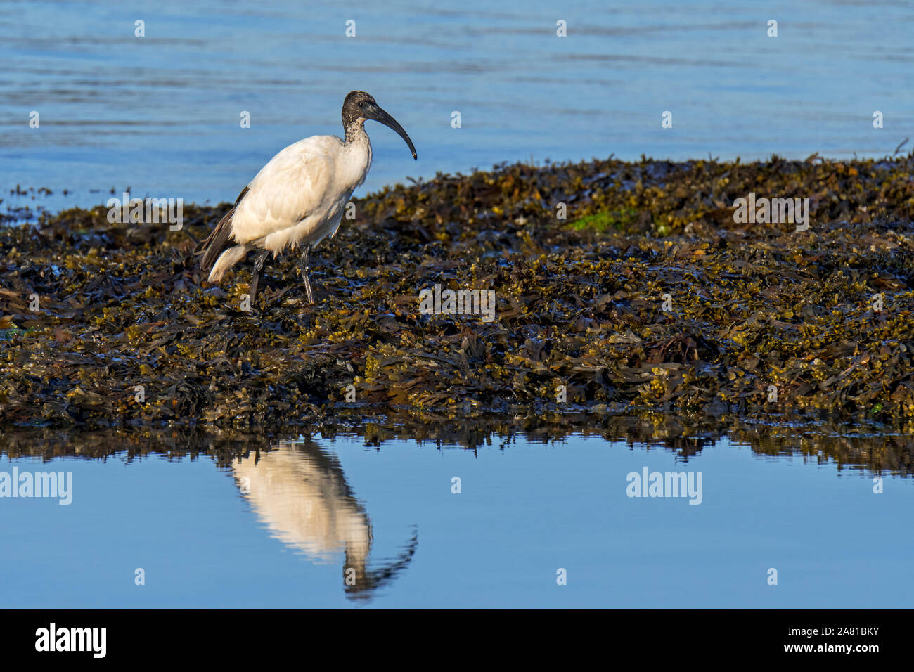 African sacred ibis (Threskiornis aethiopicus) introduced species ...