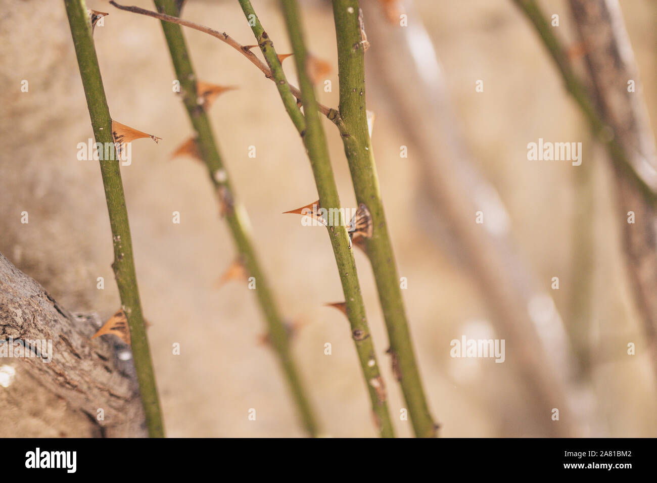 Sharp rose thorns in the garden Stock Photo - Alamy