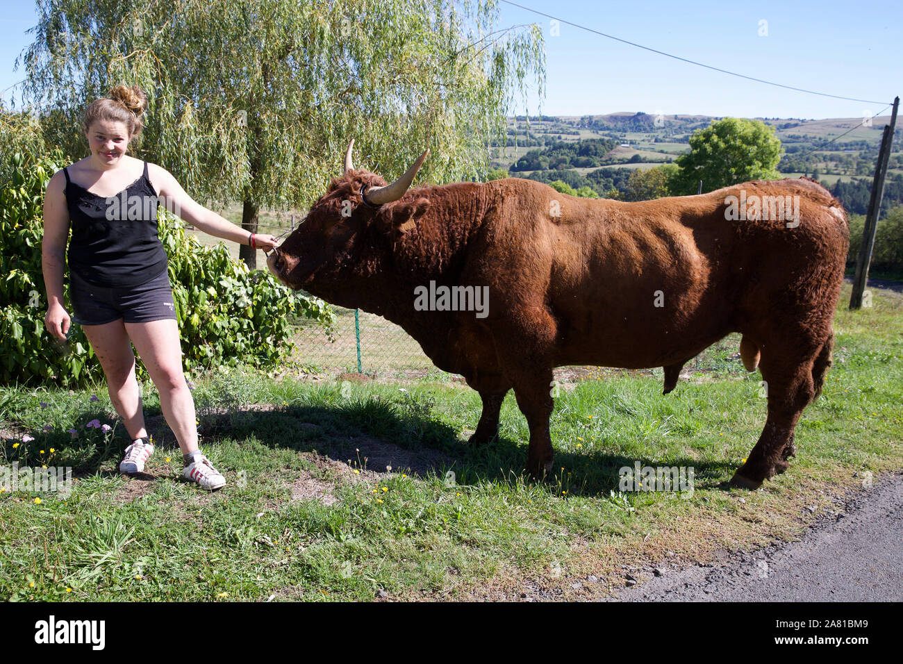 A tired Salers bull being taken down the mountain, France, Europe Stock ...