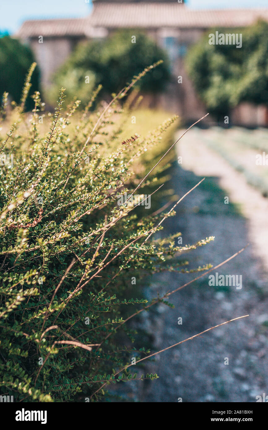 Green bush branches in hi-res stock photography and images - Alamy