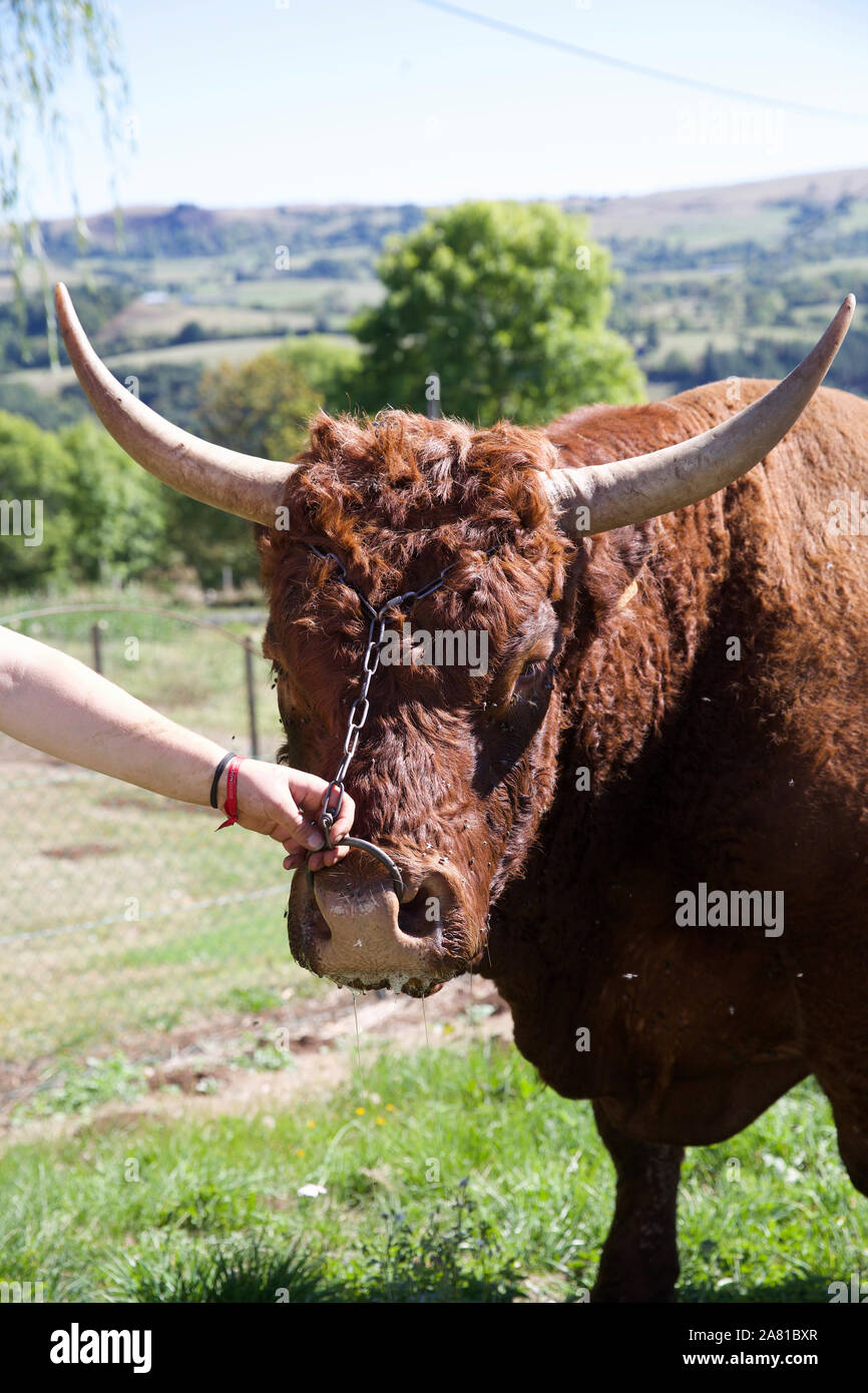Tired bull hi-res stock photography and images - Alamy