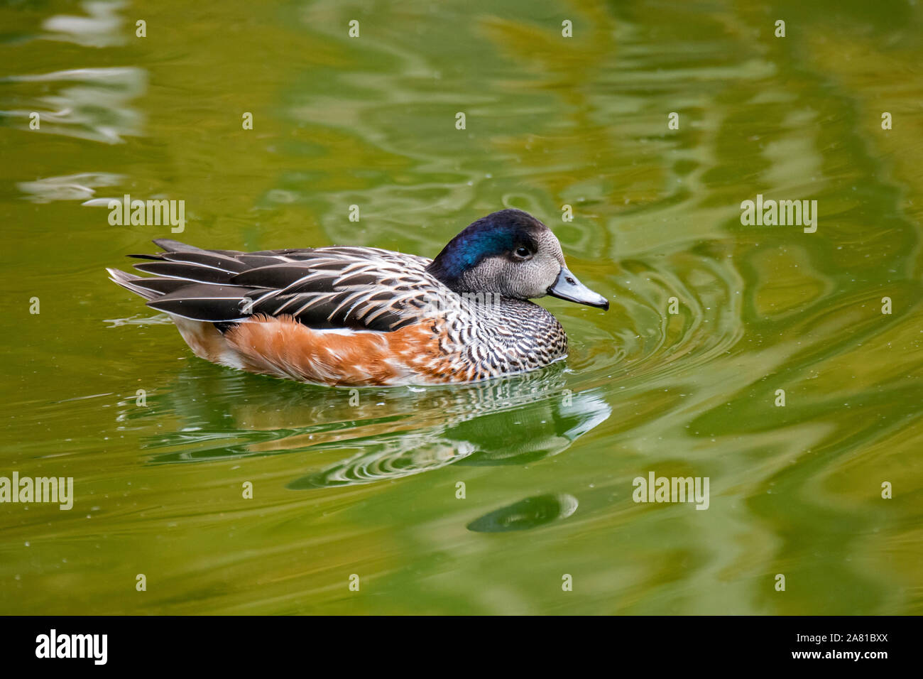 Banded Widgeon