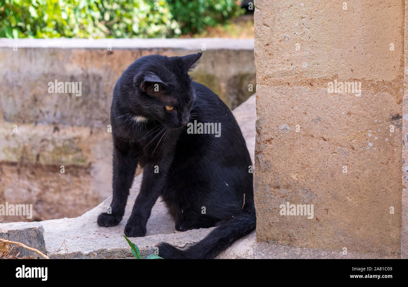Maltese cat hi-res stock photography and images - Alamy
