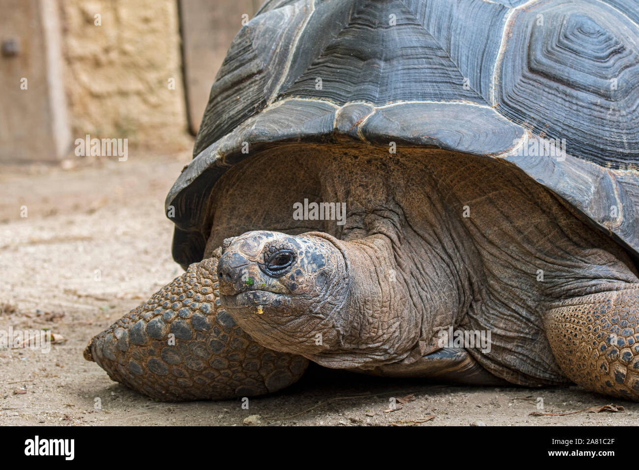 Aldabra giant tortoise (Aldabrachelys gigantea / Testudo gigantea ...