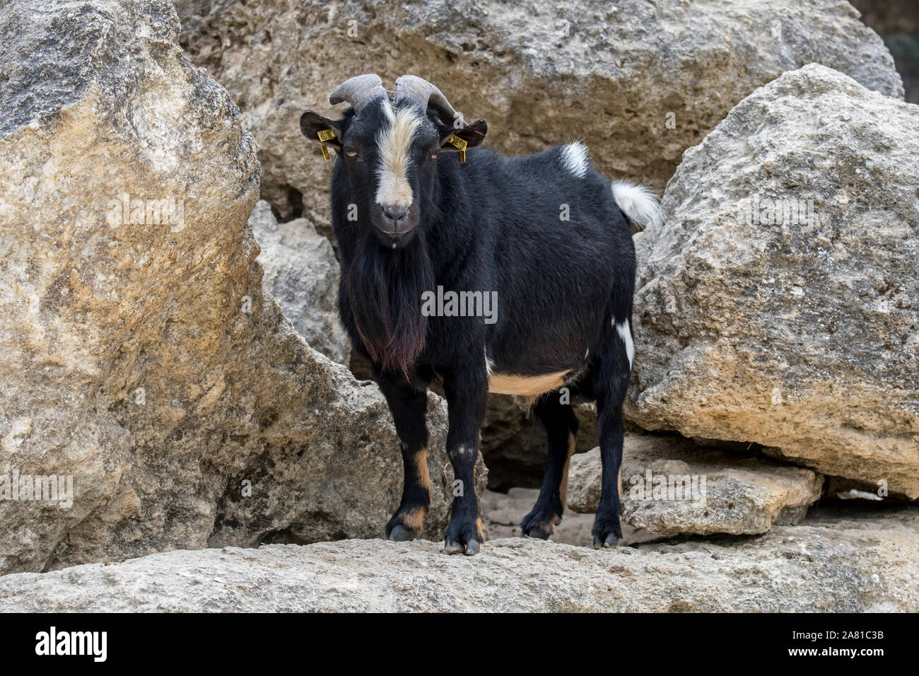 Domestic goat capra hircus male hi-res stock photography and images - Alamy