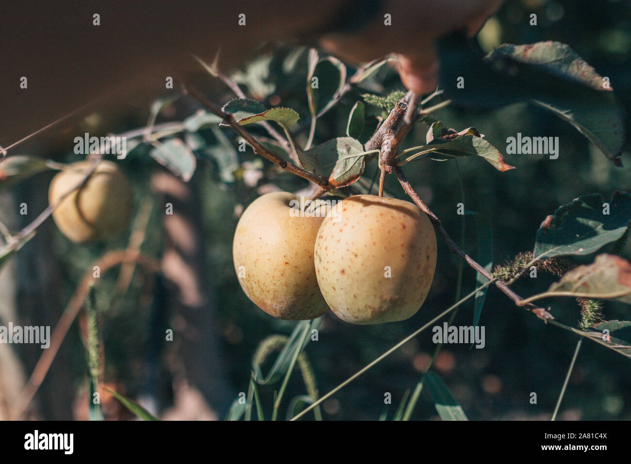 Agricultural farm in the south of France - growing apples Stock Photo ...