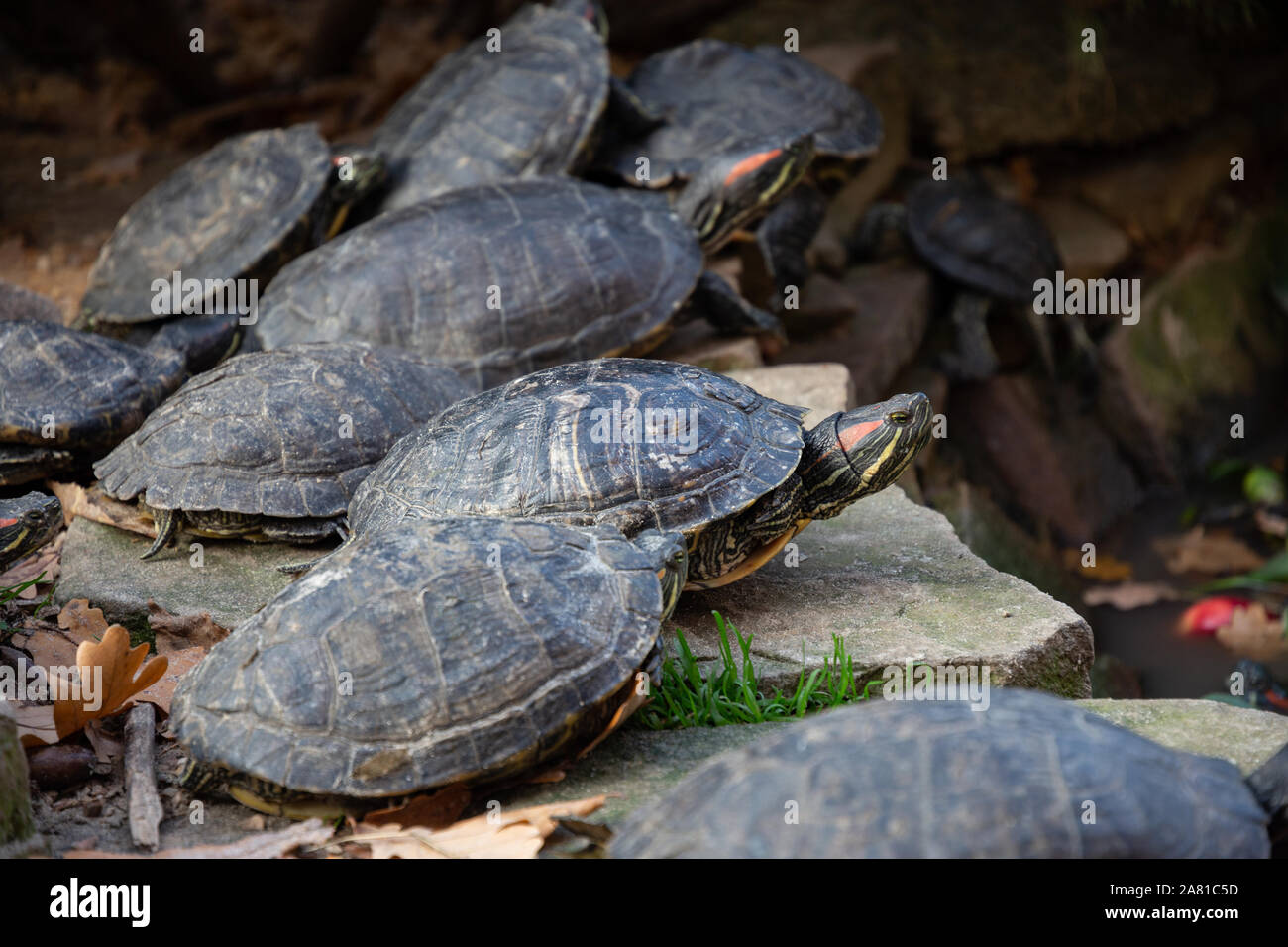 several red-eared turtles are resting on stones Stock Photo - Alamy