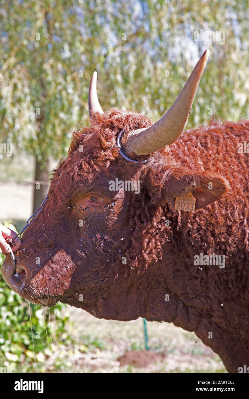 Tired bull hi-res stock photography and images - Alamy