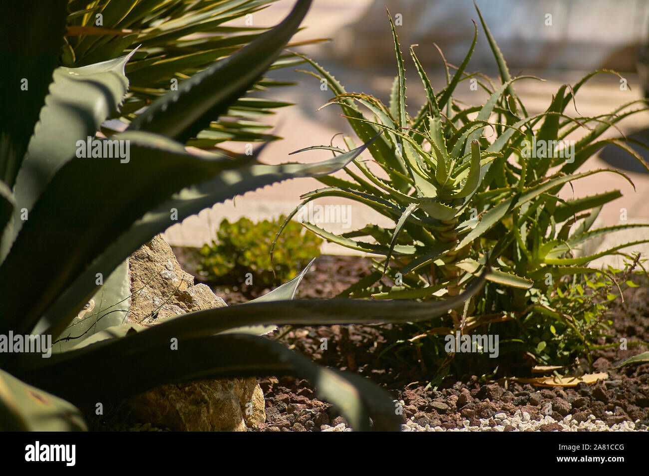 Natural and wild aloe plant Stock Photo - Alamy
