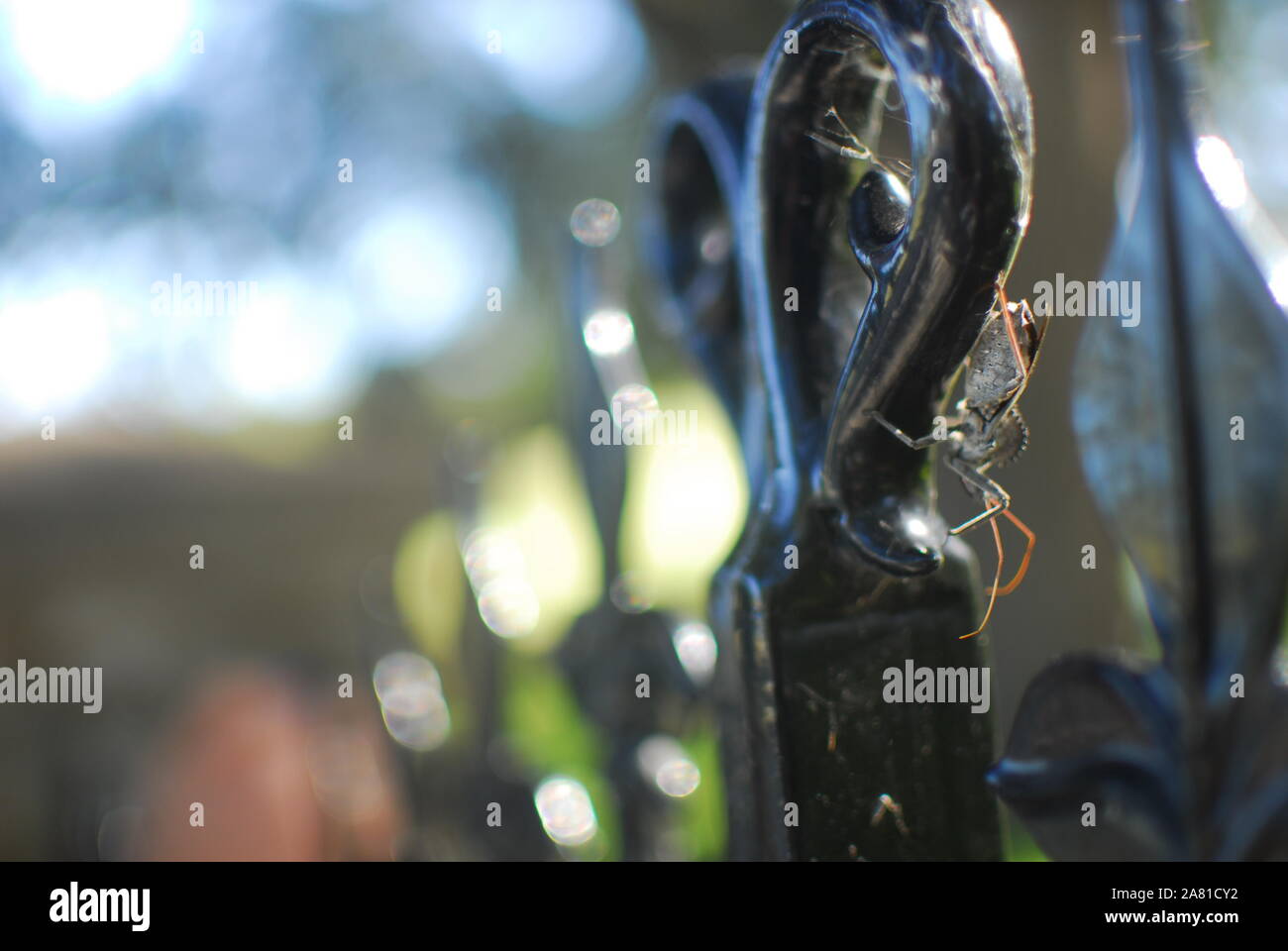 Fancy gate hi-res stock photography and images - Alamy