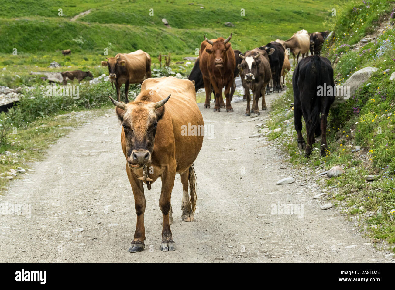 Georgian rural animals hi-res stock photography and images - Alamy