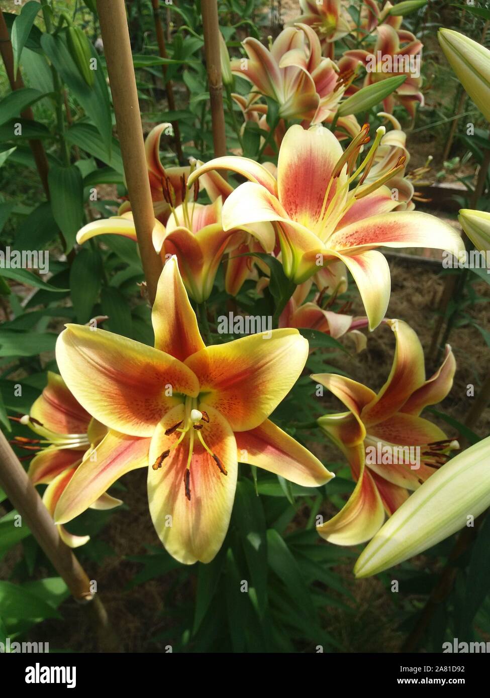 Bay leaves flowers hi-res stock photography and images - Alamy