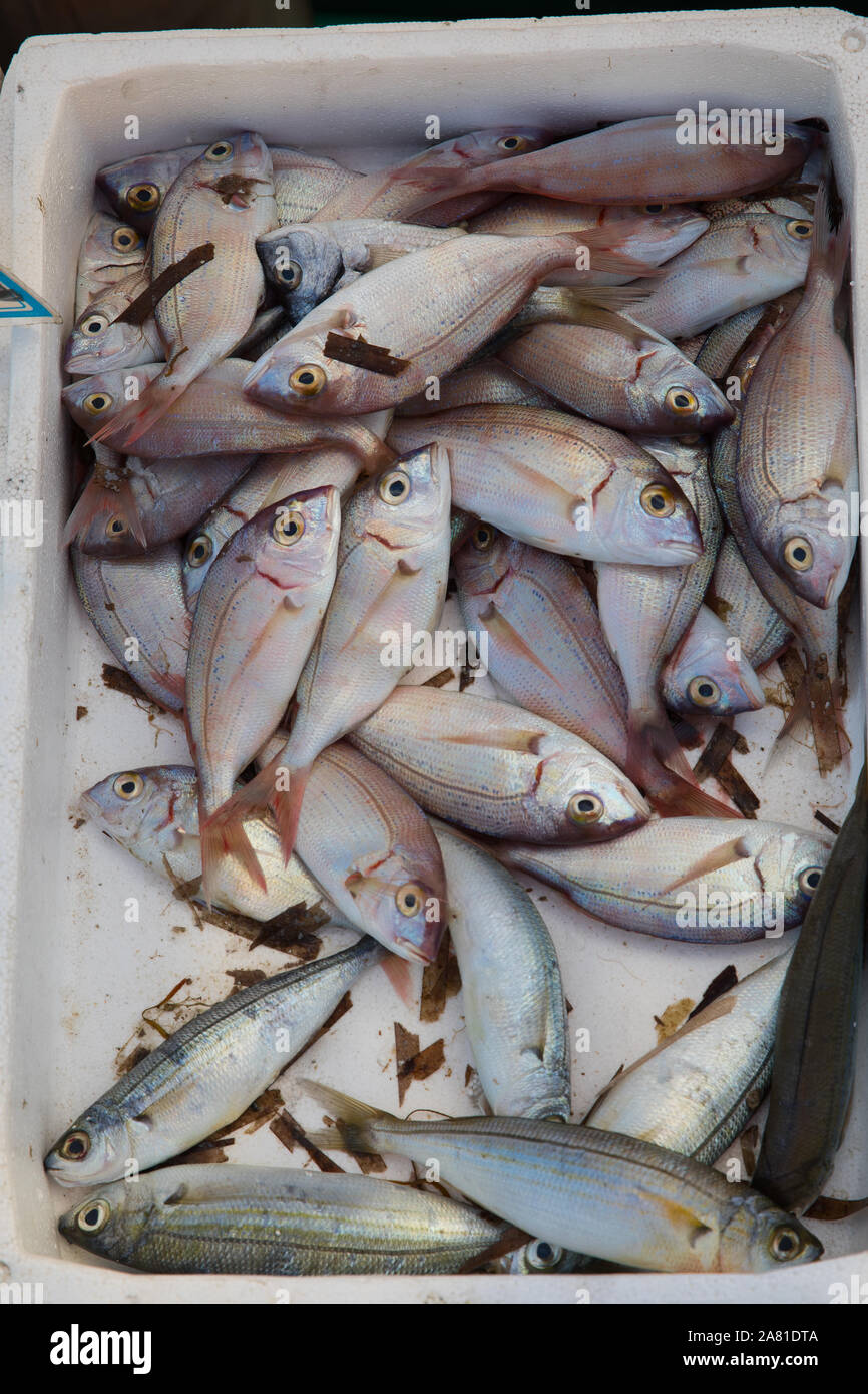 Freshly caught Red Mullets Mullus Barbatus Stock Photo - Alamy