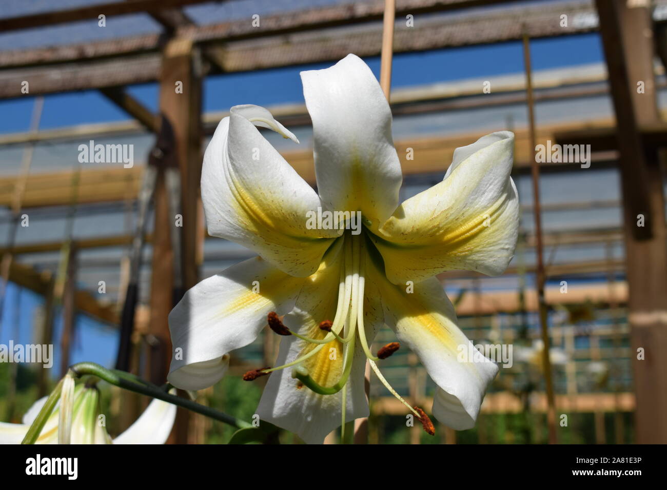 Lady alice lily hi-res stock photography and images - Alamy