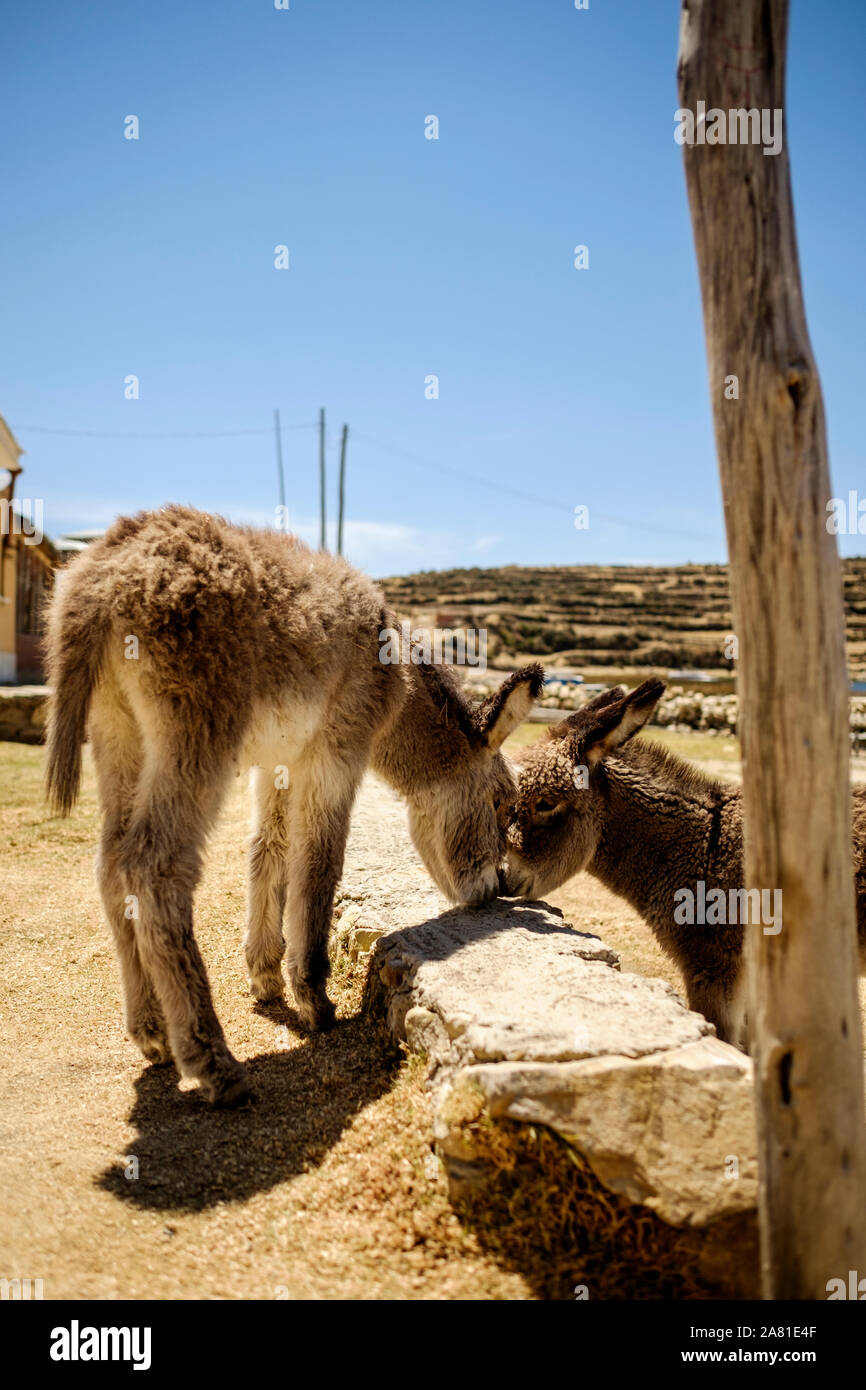 Little donkeys on the port in the Challa Community side of the Island ...