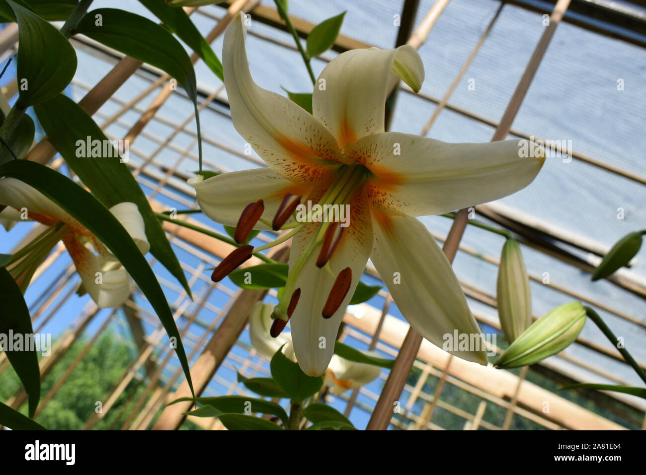 Lys Lady Alice Stock Photo - Alamy