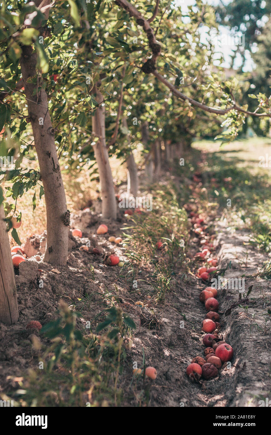 Old fallen apples on the ground hi-res stock photography and images - Alamy