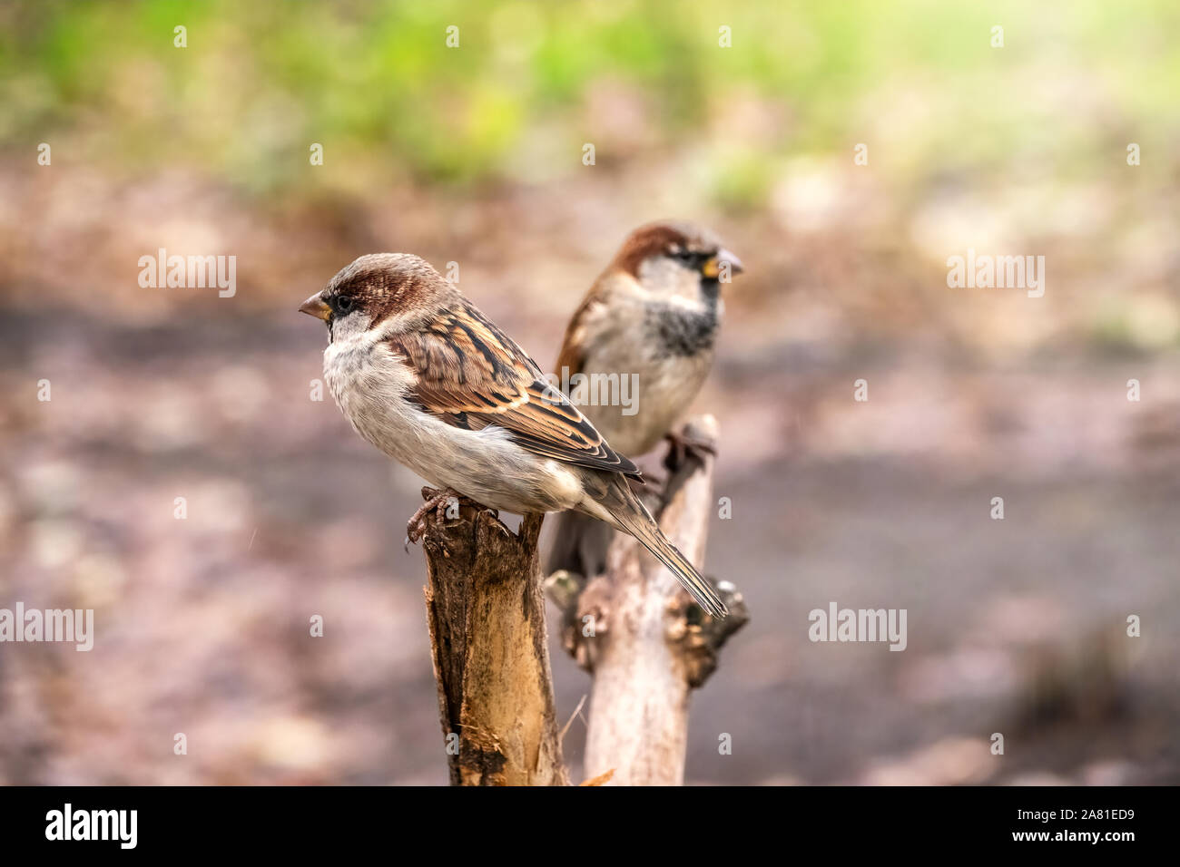 Two sparrows are sitting on a branch with a blurred background. Couple ...