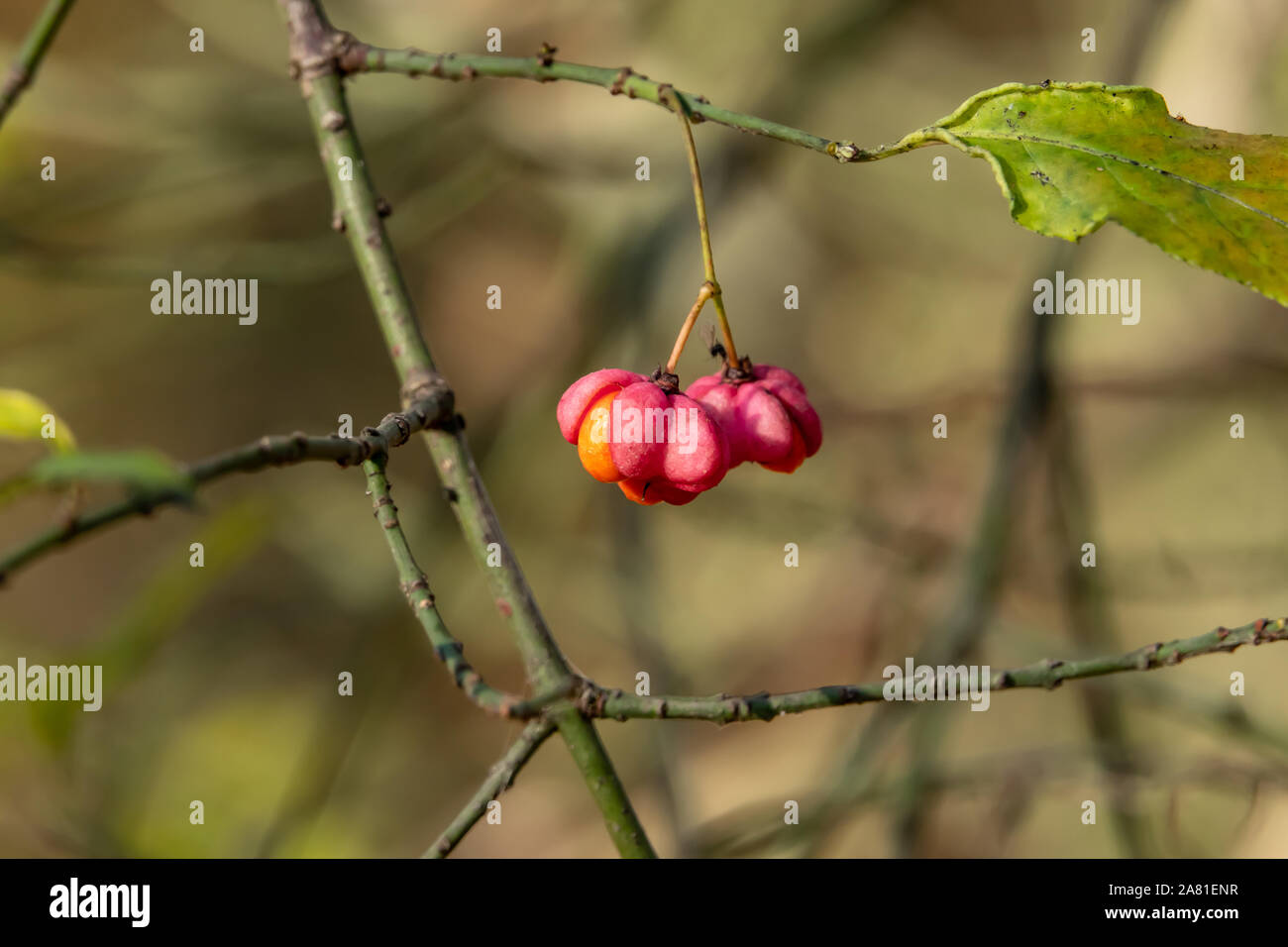 Spindle Tree Fruits in Autumn Stock Photo - Alamy