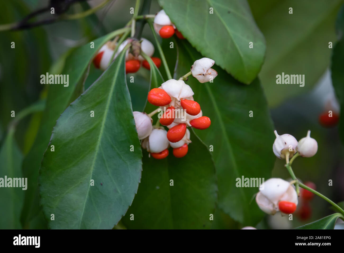 Spindle Tree Fruits in Autumn Stock Photo - Alamy